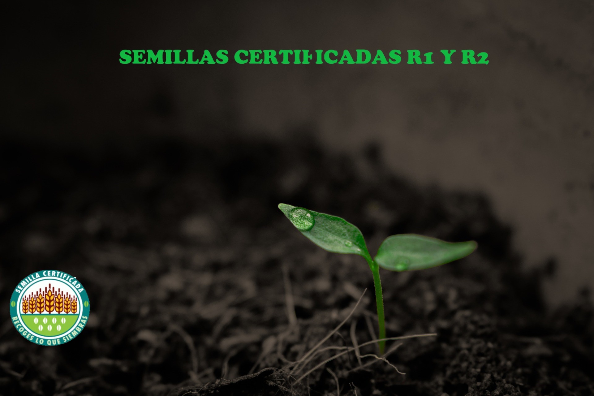 LAS SEMILLAS CERTIFICADAS LOGRAN RENDIMIENTOS SUPERIORES SEGÚN EL ENSAYO PARA COMBATIR EL CAMBIO ...
